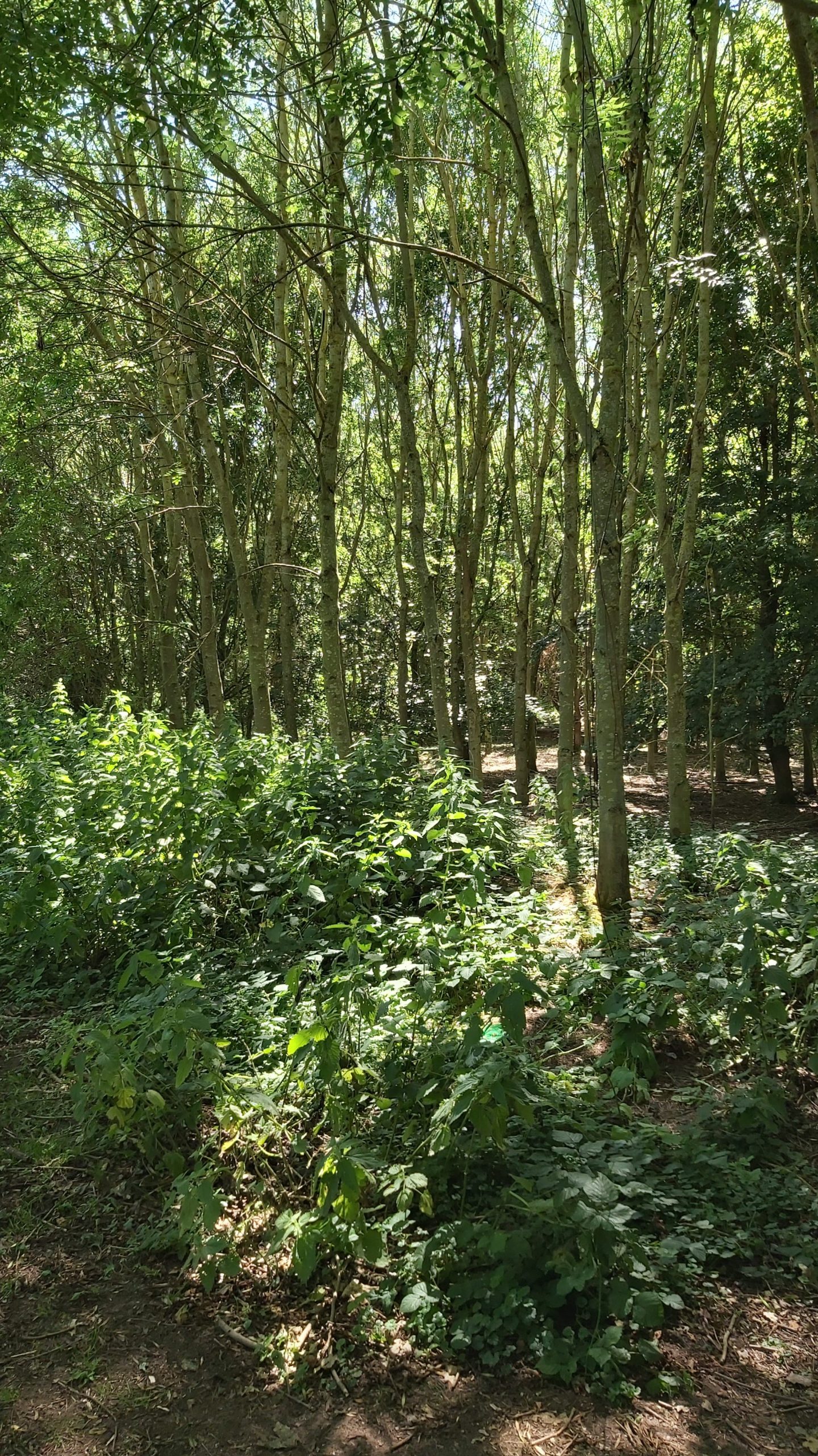 Promoting your business through our "Plant a tree" pledge - Corporate ...