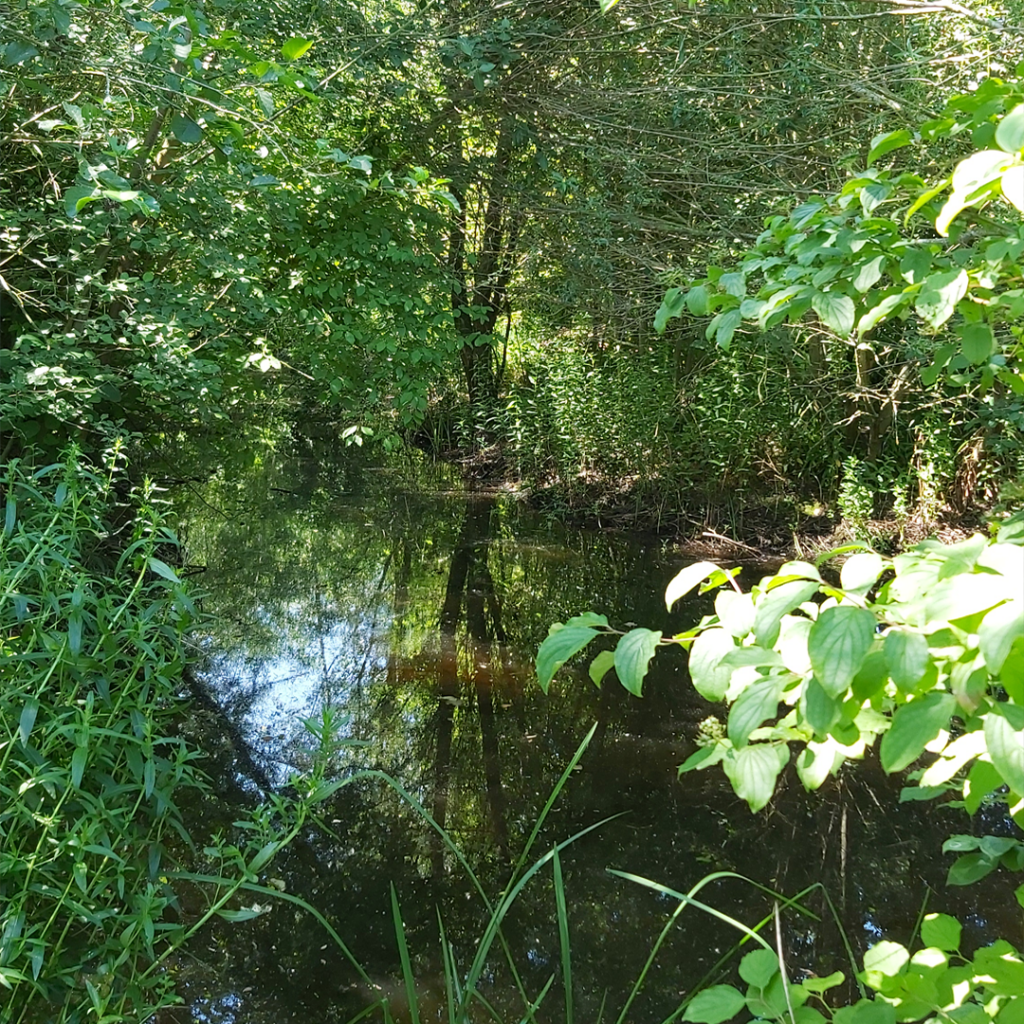 About the Forest of Marston Vale - Corporate Greetings UK